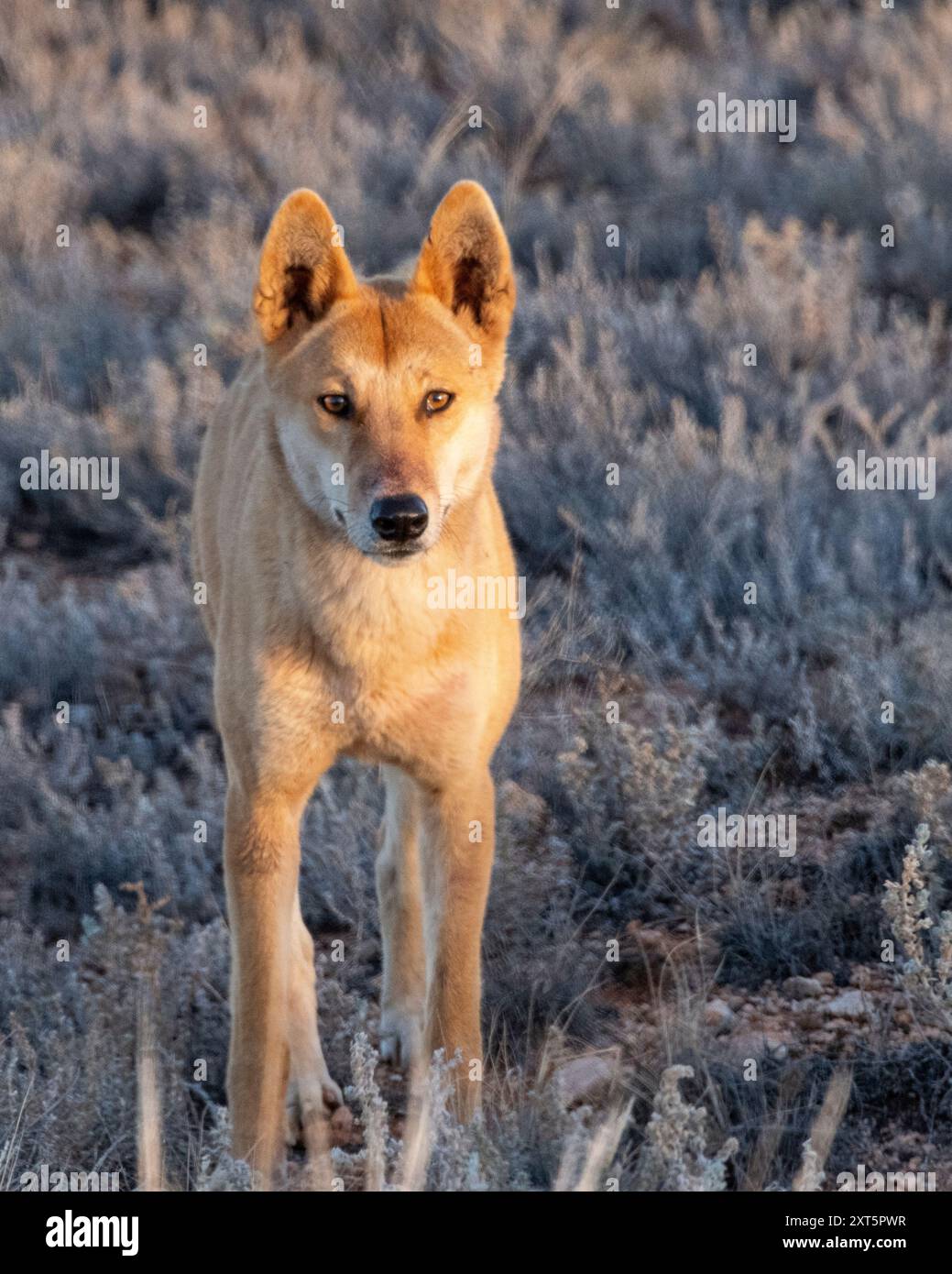 Dingo australia hi-res stock photography and images - Alamy