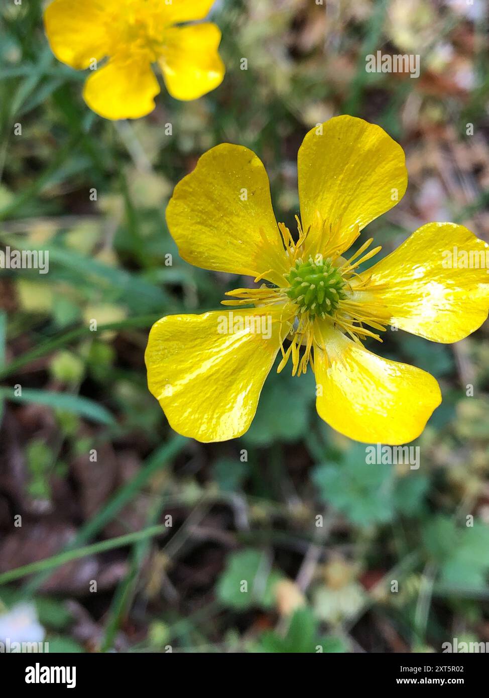 bulbous buttercup (Ranunculus bulbosus) Plantae Stock Photo - Alamy