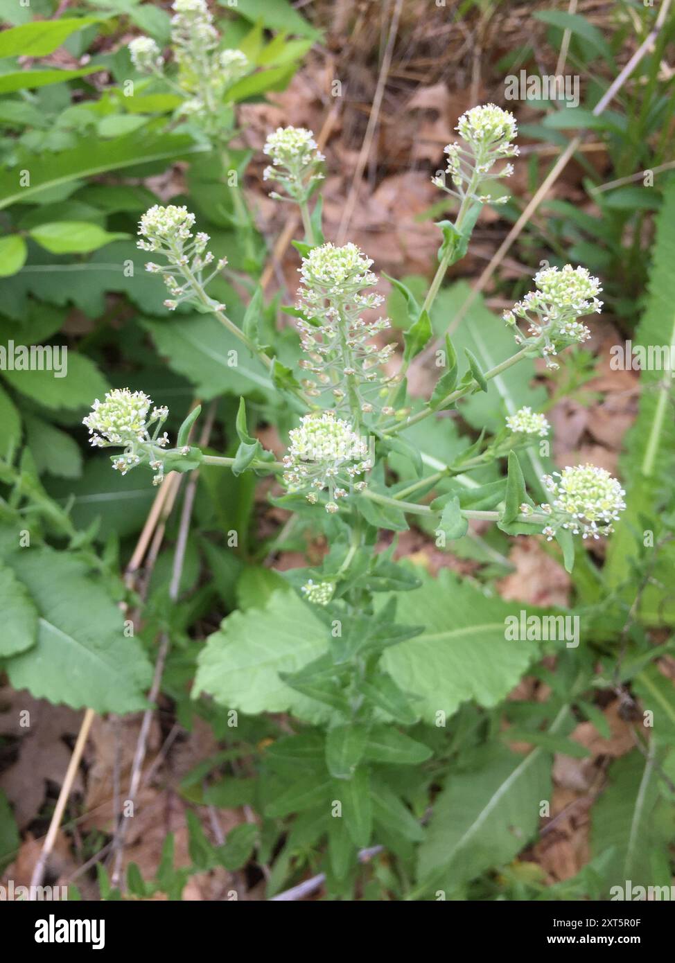 field peppergrass (Lepidium campestre) Plantae Stock Photo - Alamy