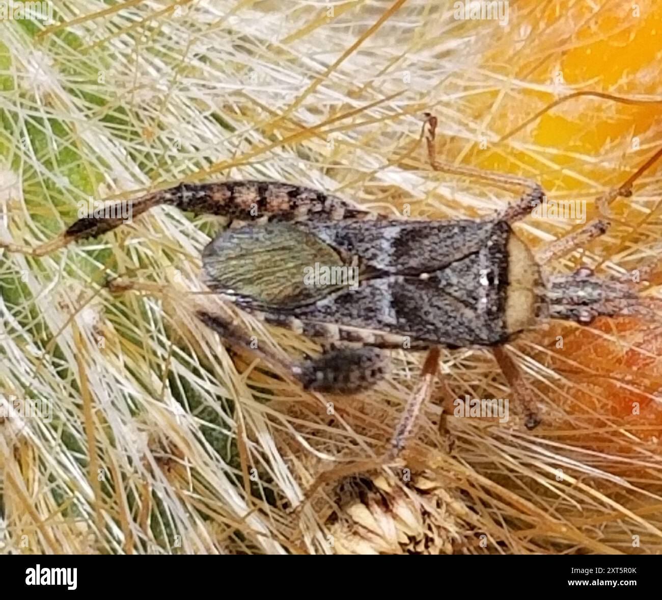 (Narnia snowi) Insecta Stock Photo - Alamy
