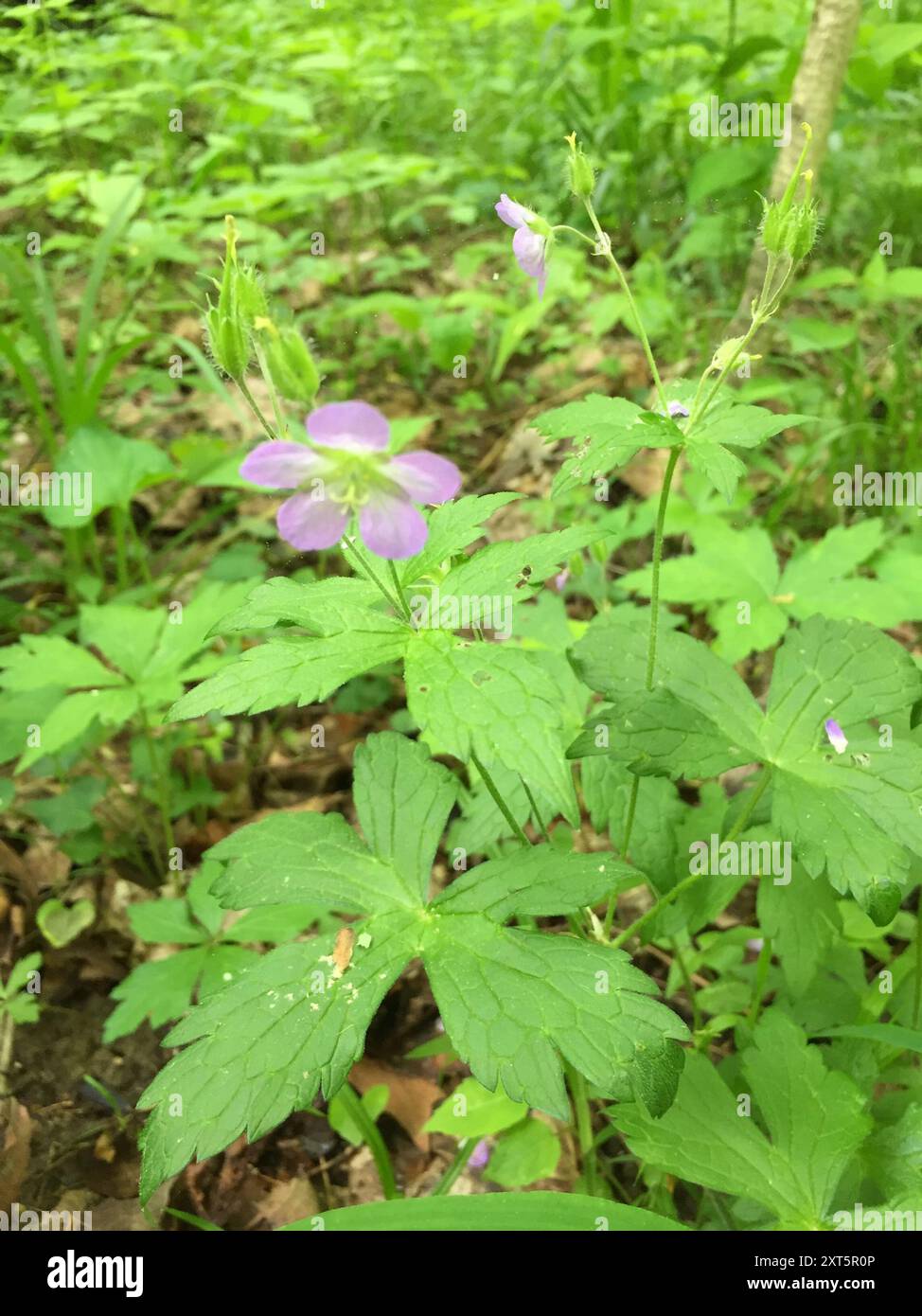 wild geranium (Geranium maculatum) Plantae Stock Photo - Alamy