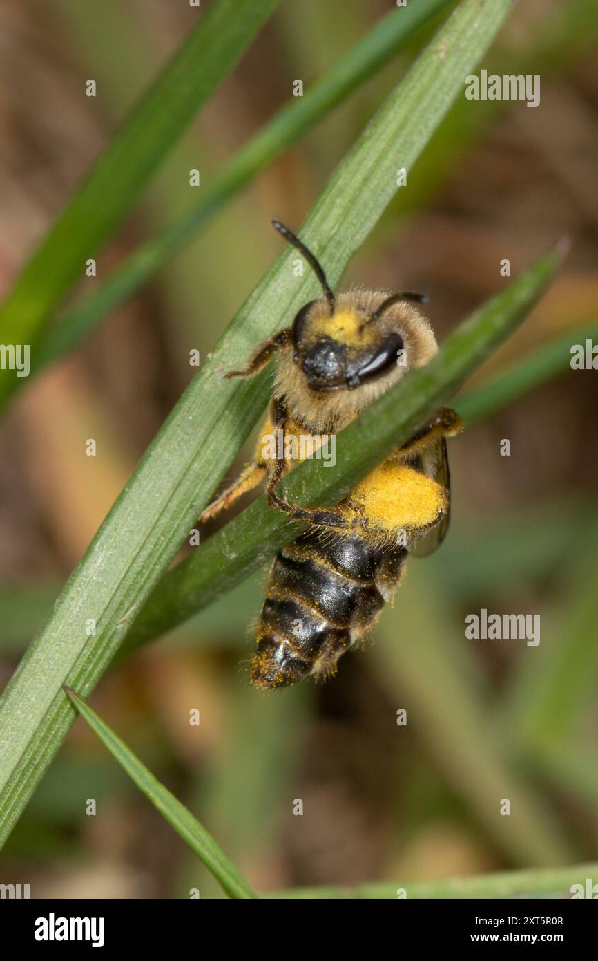 Unequal Cellophane Bee (Colletes inaequalis) Insecta Stock Photo - Alamy