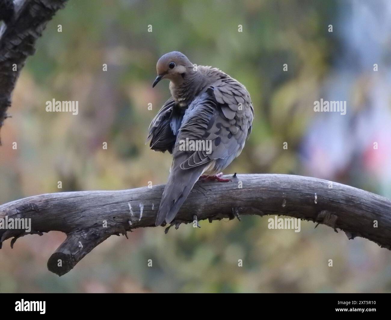 Mourning Dove (Zenaida macroura) Aves Stock Photo - Alamy