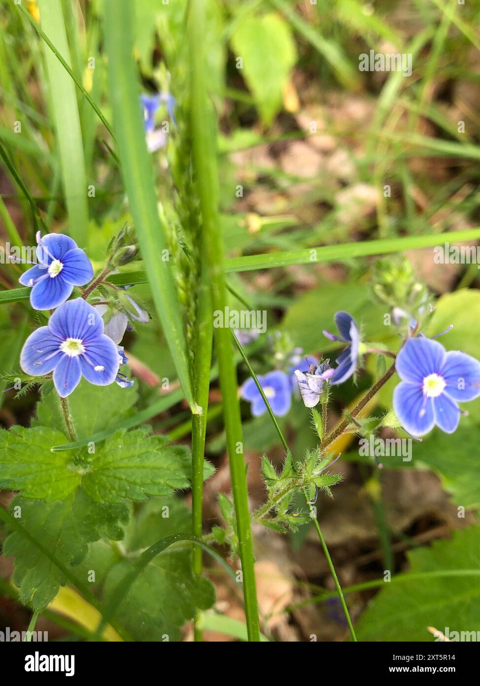 Germander Speedwell (Veronica chamaedrys) Plantae Stock Photo - Alamy