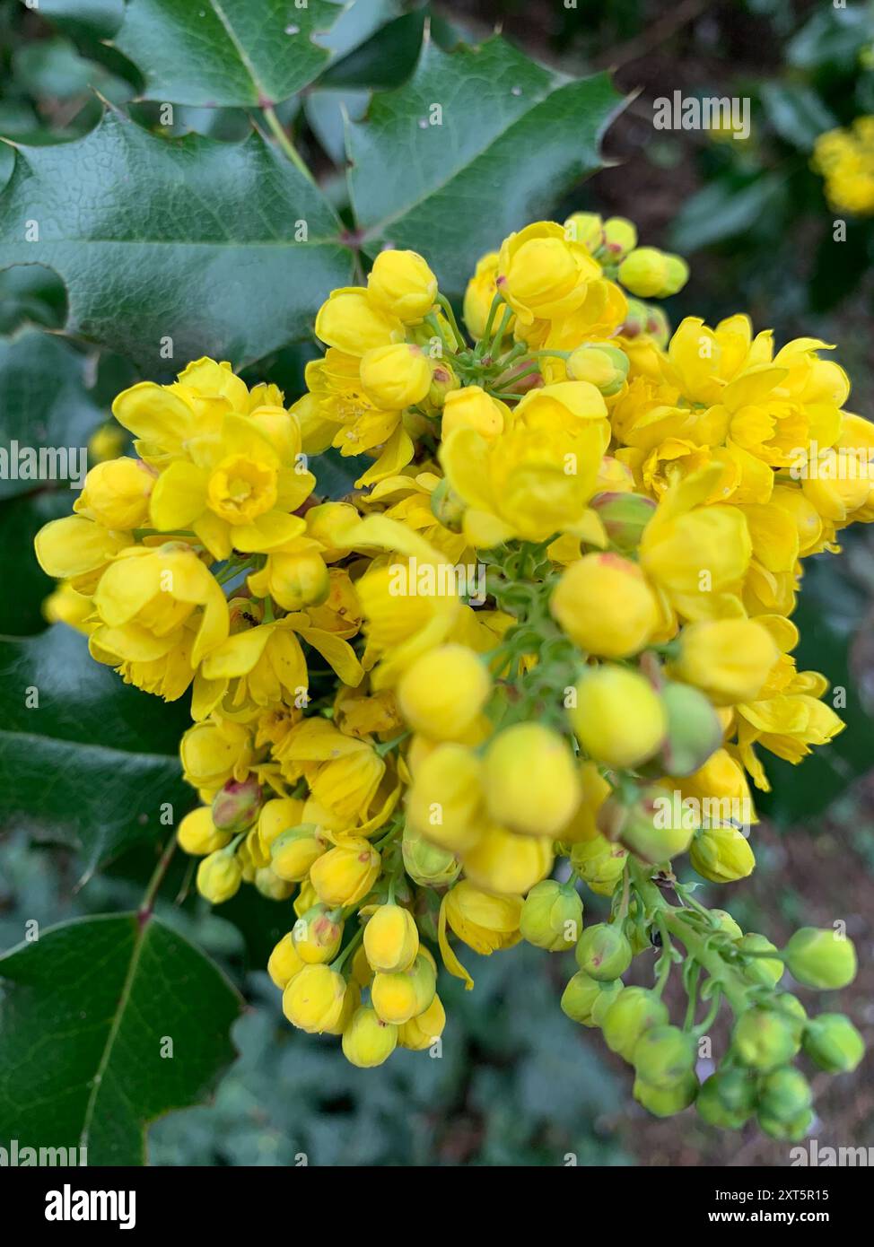 Oregon grape (Berberis aquifolium) Plantae Stock Photo - Alamy