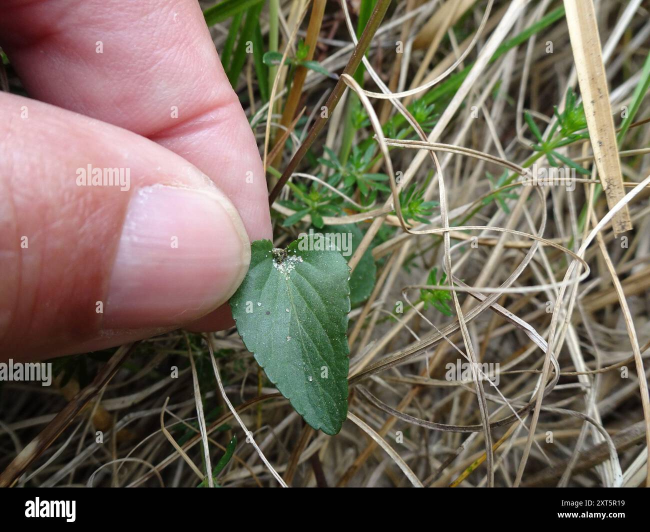 Heath Dog-Violet (Viola canina) Plantae Stock Photo - Alamy