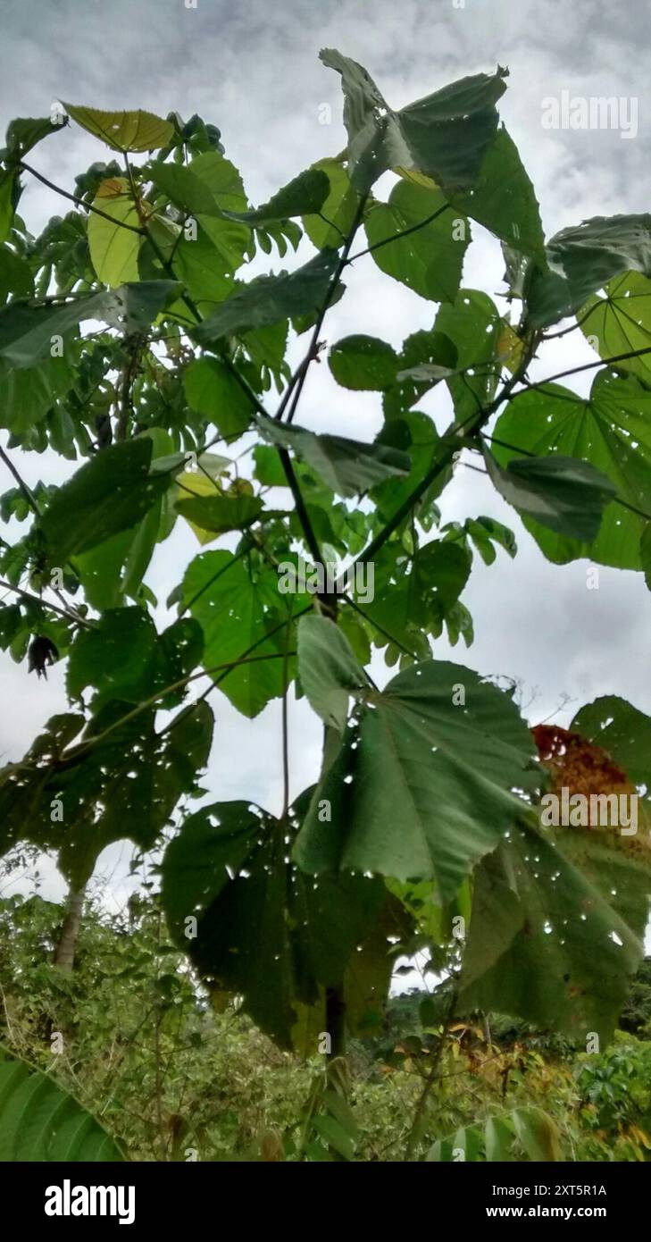 Balsa tree hi-res stock photography and images - Alamy