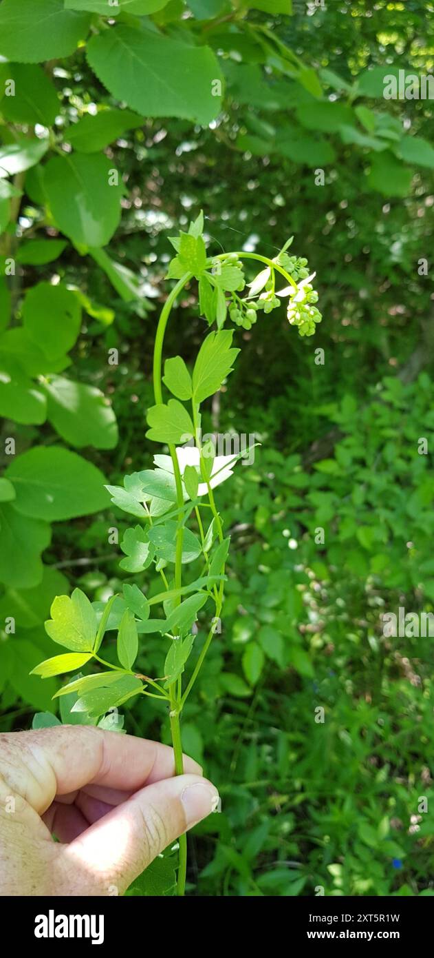 Lesser Meadow-rue (Thalictrum minus) Plantae Stock Photo - Alamy