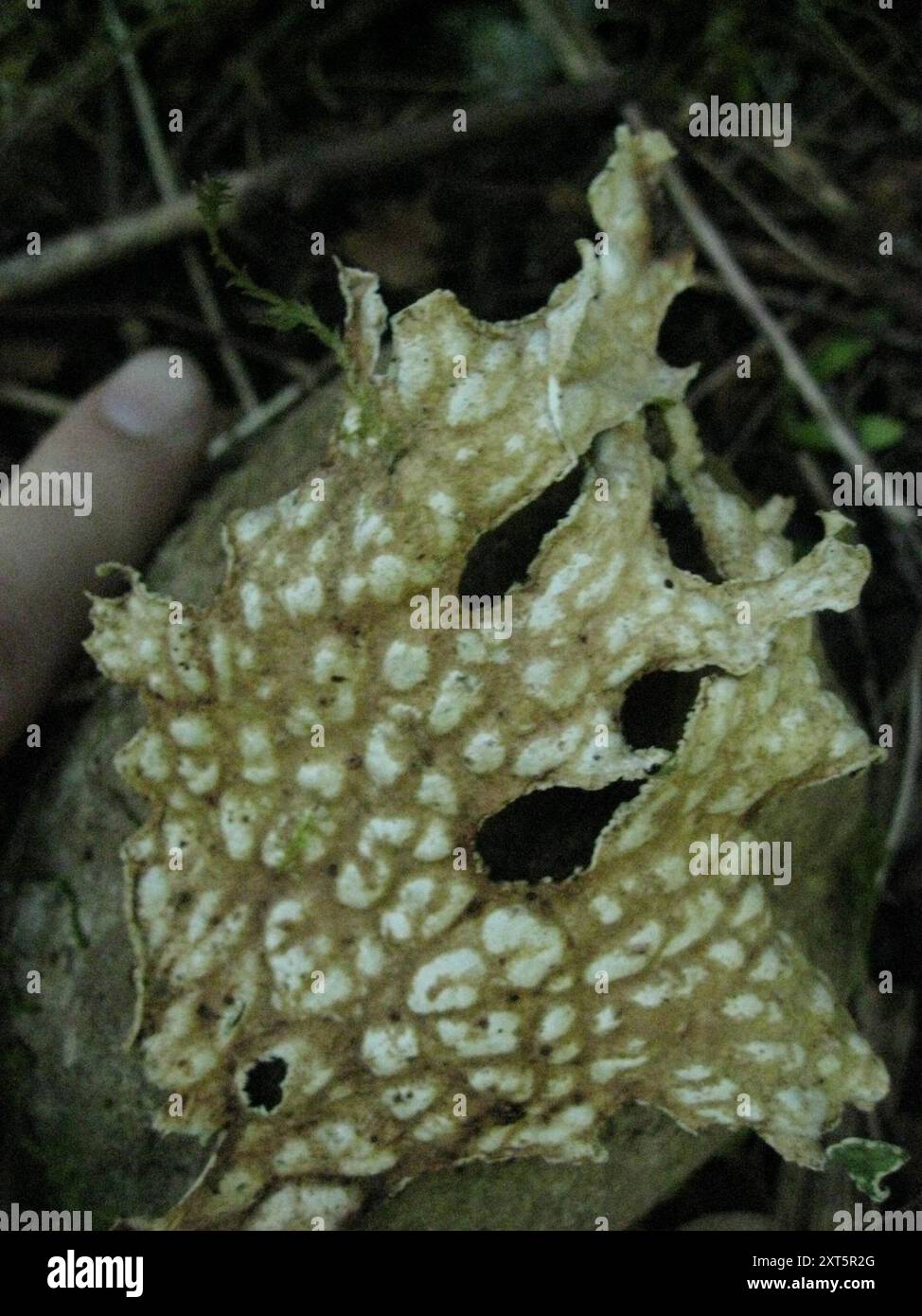 Tree Lungwort (Lobaria pulmonaria) Fungi Stock Photo - Alamy