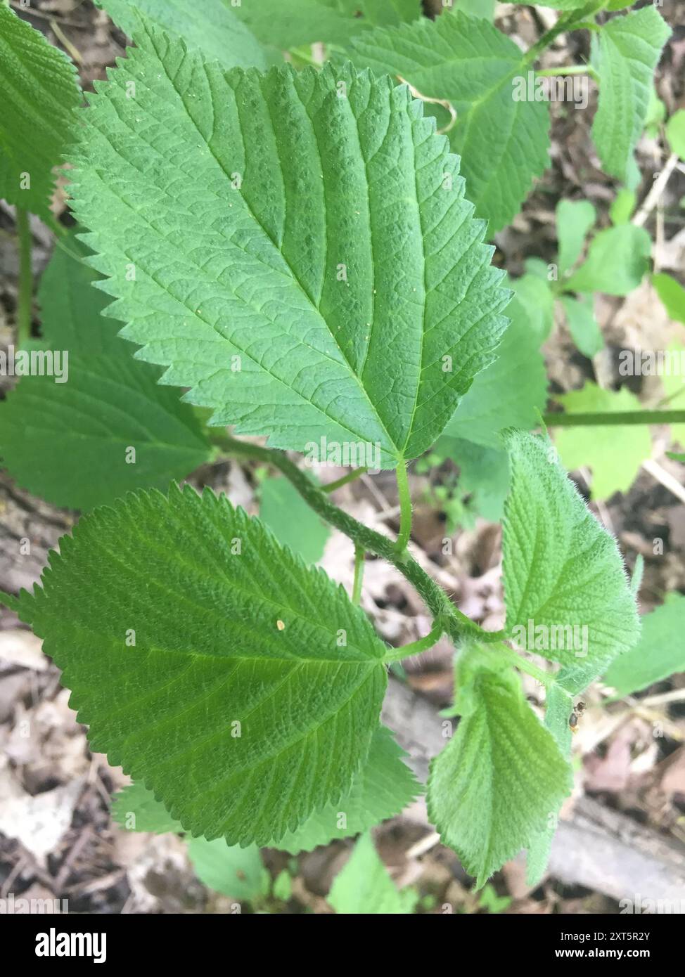 wood nettle (Laportea canadensis) Plantae Stock Photo - Alamy