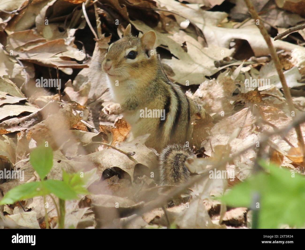 Eastern Chipmunk (Tamias striatus) Mammalia Stock Photo - Alamy