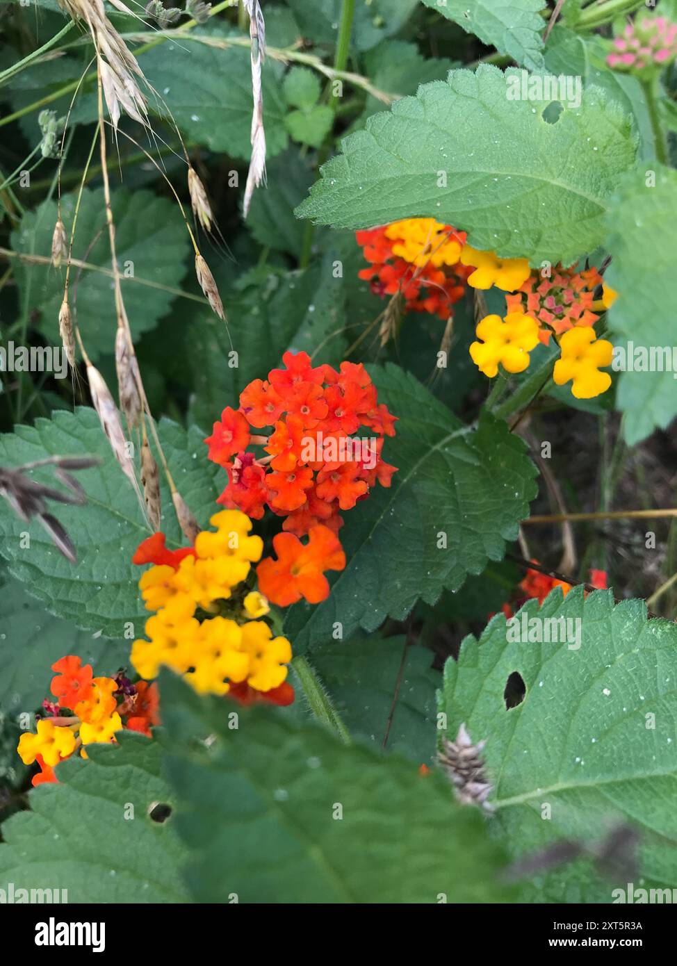 lantanas (Lantana) Plantae Stock Photo - Alamy