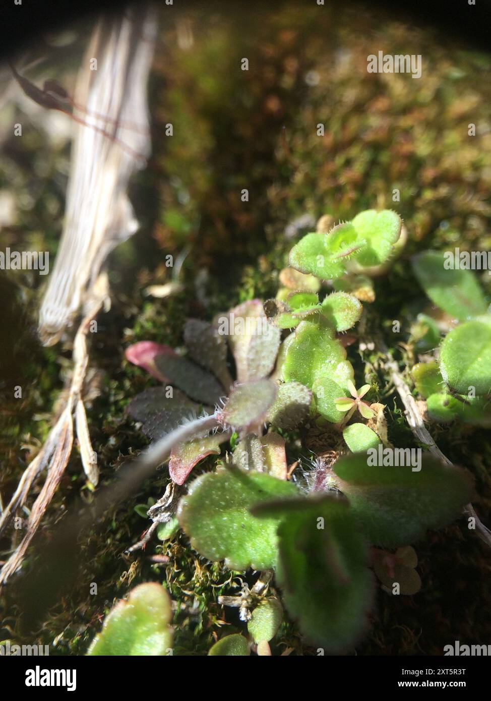 mouse-ear cress (Arabidopsis thaliana) Plantae Stock Photo - Alamy