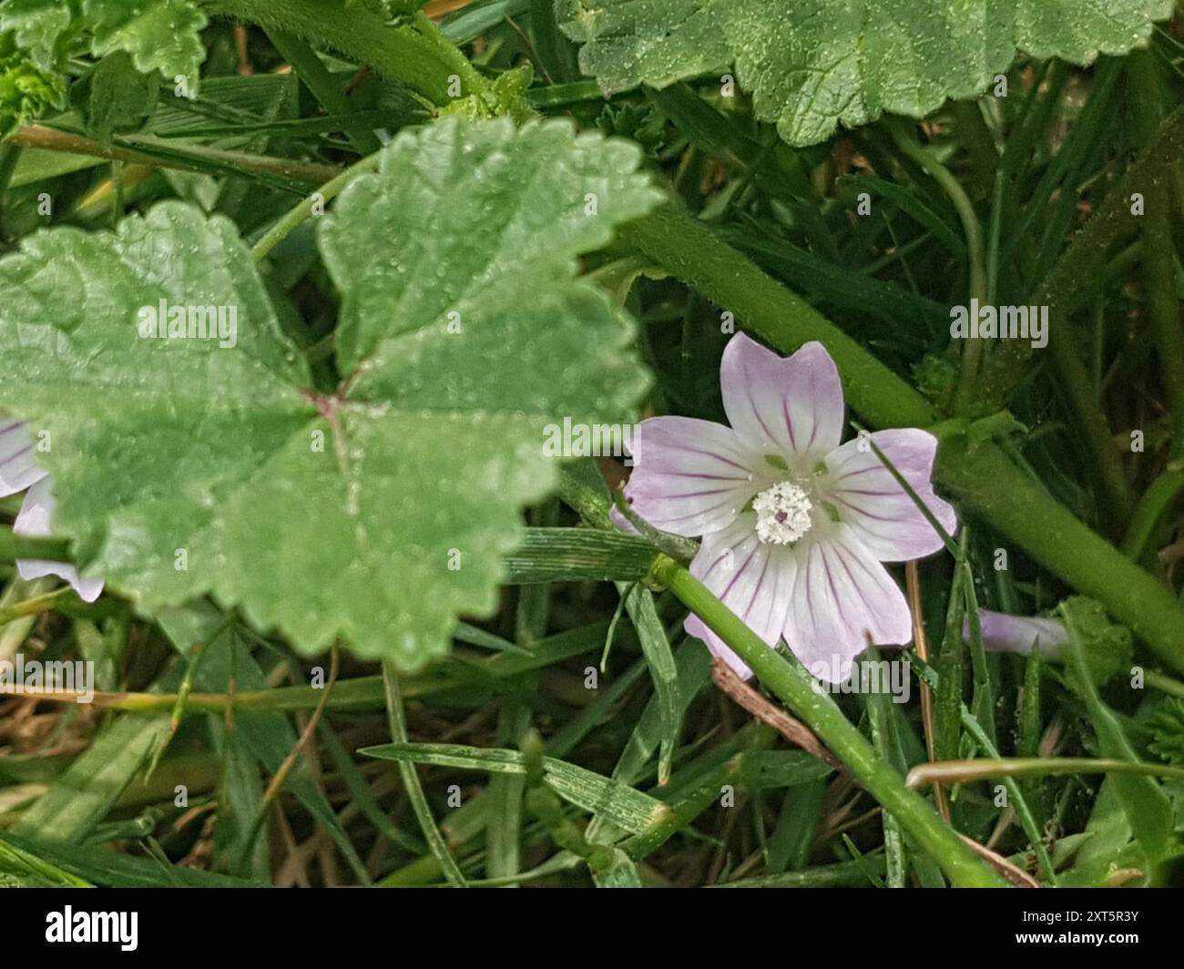 dwarf mallow (Malva neglecta) Plantae Stock Photo - Alamy
