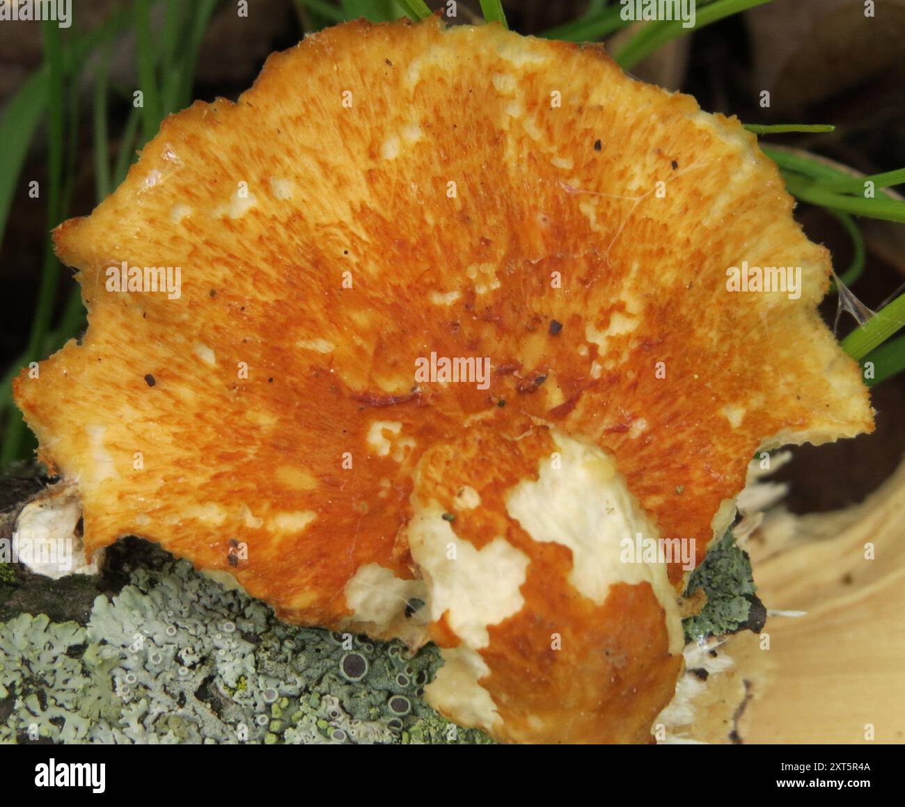 hexagonal-pored polypore (Neofavolus alveolaris) Fungi Stock Photo - Alamy