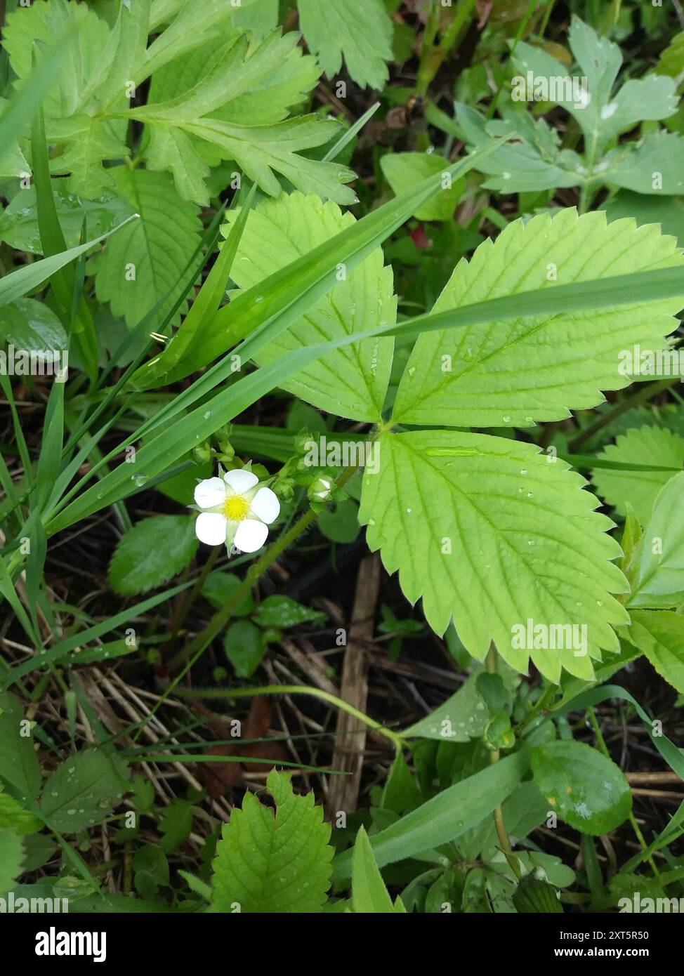 Virginia strawberry (Fragaria virginiana) Plantae Stock Photo - Alamy