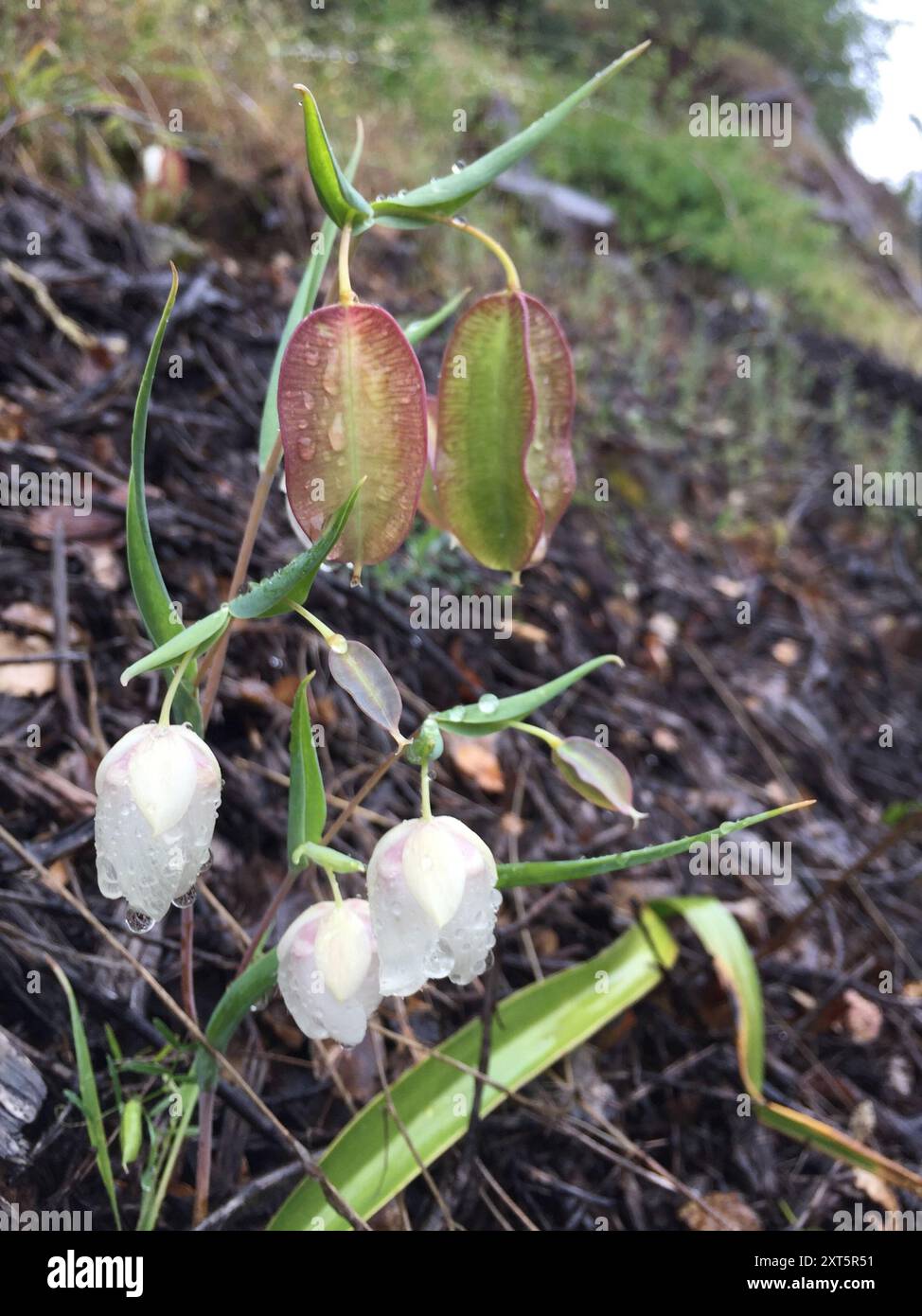 White Globe Lily (Calochortus albus) Plantae Stock Photo - Alamy