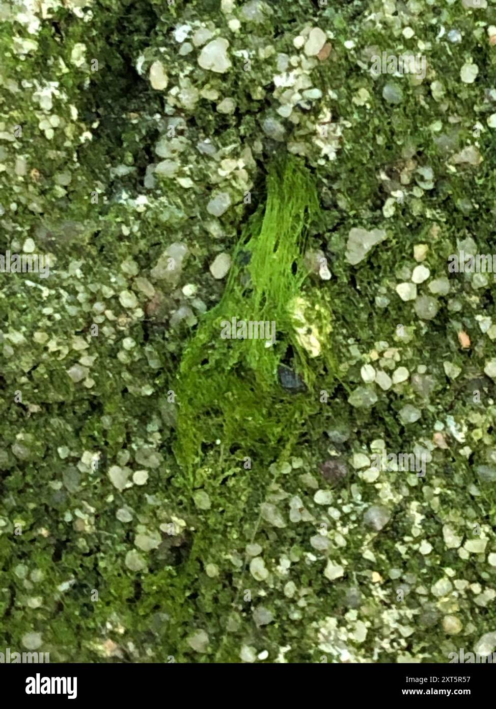 green algae (Chlorophyta) Plantae Stock Photo - Alamy