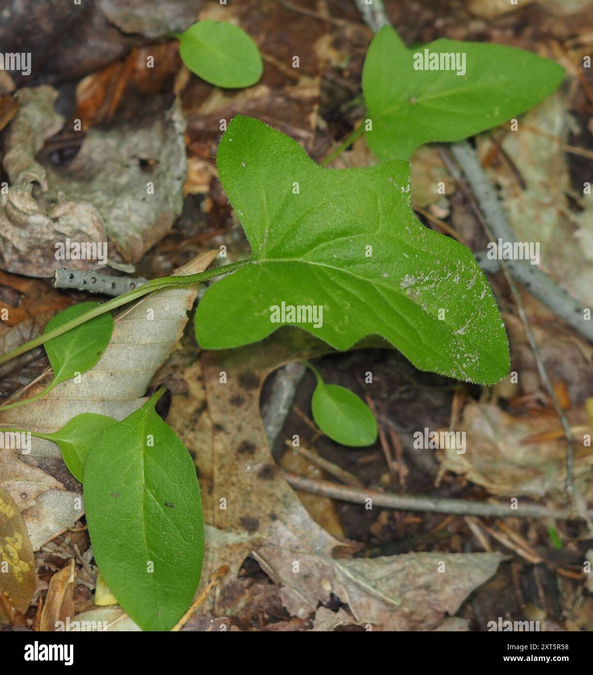 rattlesnake roots (Nabalus) Plantae Stock Photo - Alamy
