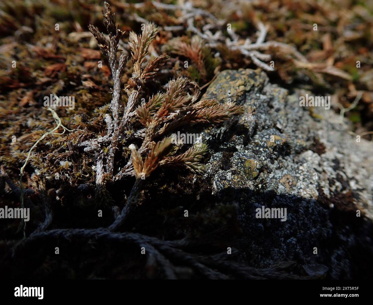 Wallace's spikemoss (Selaginella wallacei) Plantae Stock Photo - Alamy