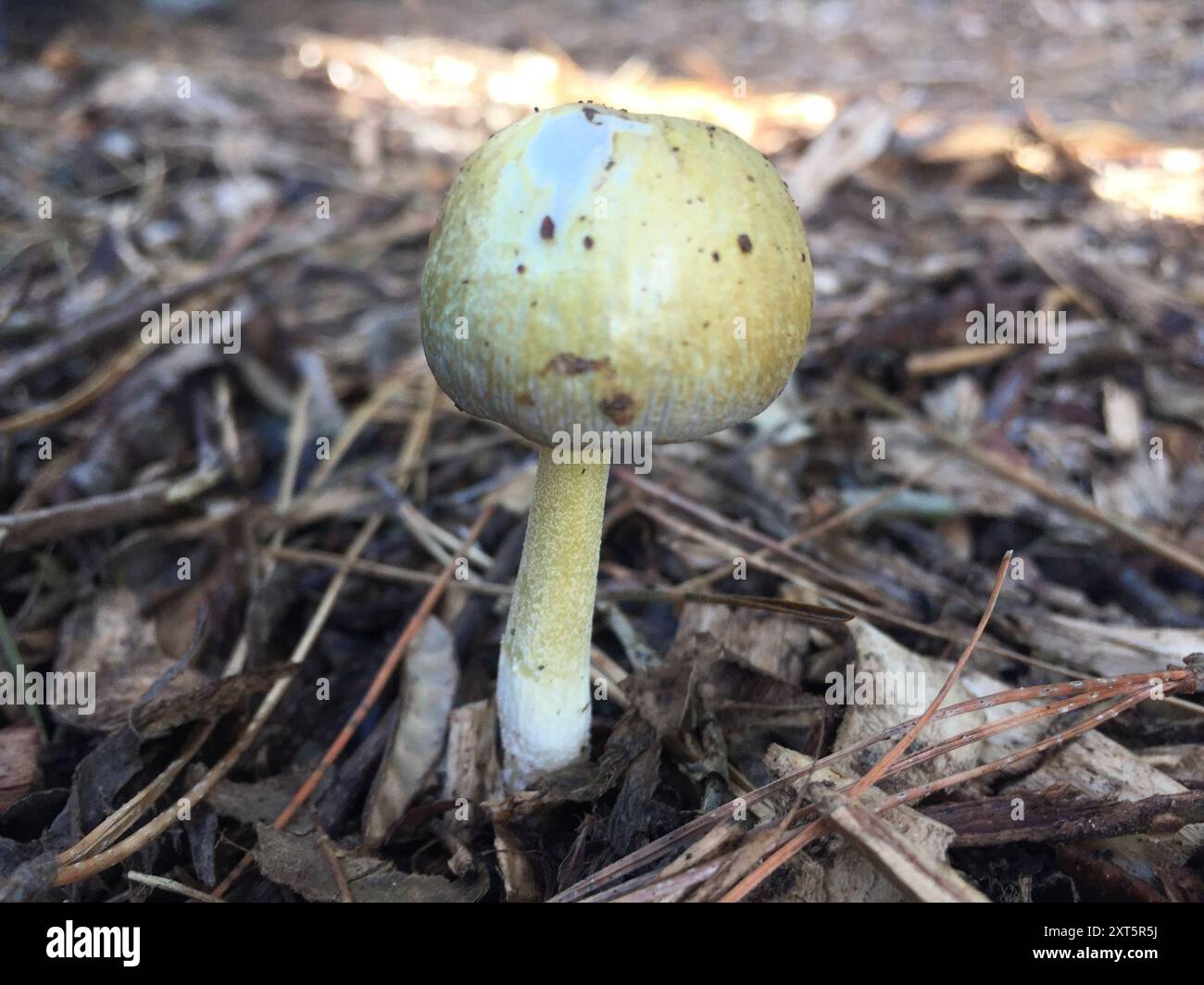 yellow fieldcap (Bolbitius titubans) Fungi Stock Photo - Alamy