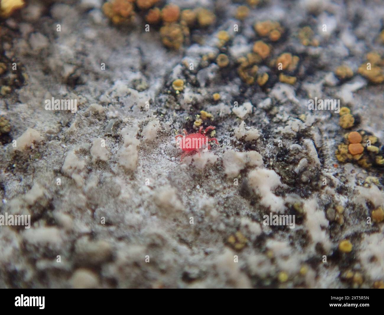 Mites and Ticks (Acari) Arachnida Stock Photo - Alamy