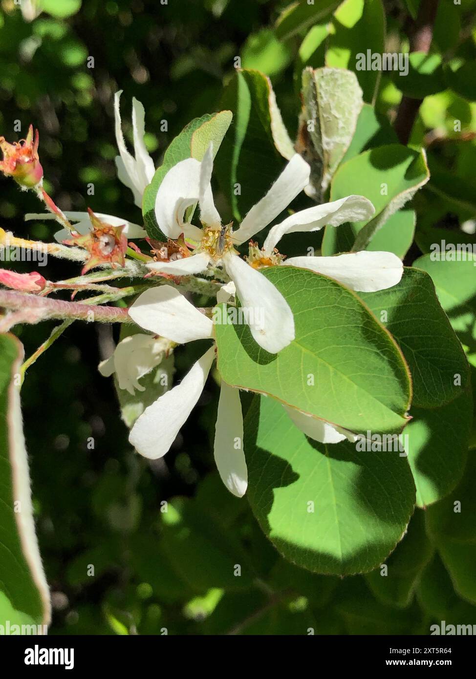 Snowy Mespilus (Amelanchier ovalis) Plantae Stock Photo - Alamy