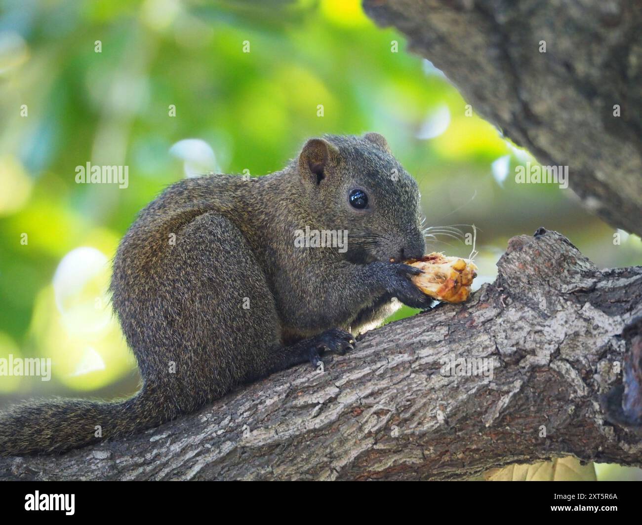 Pallas' Squirrel (Callosciurus erythraeus) Mammalia Stock Photo - Alamy