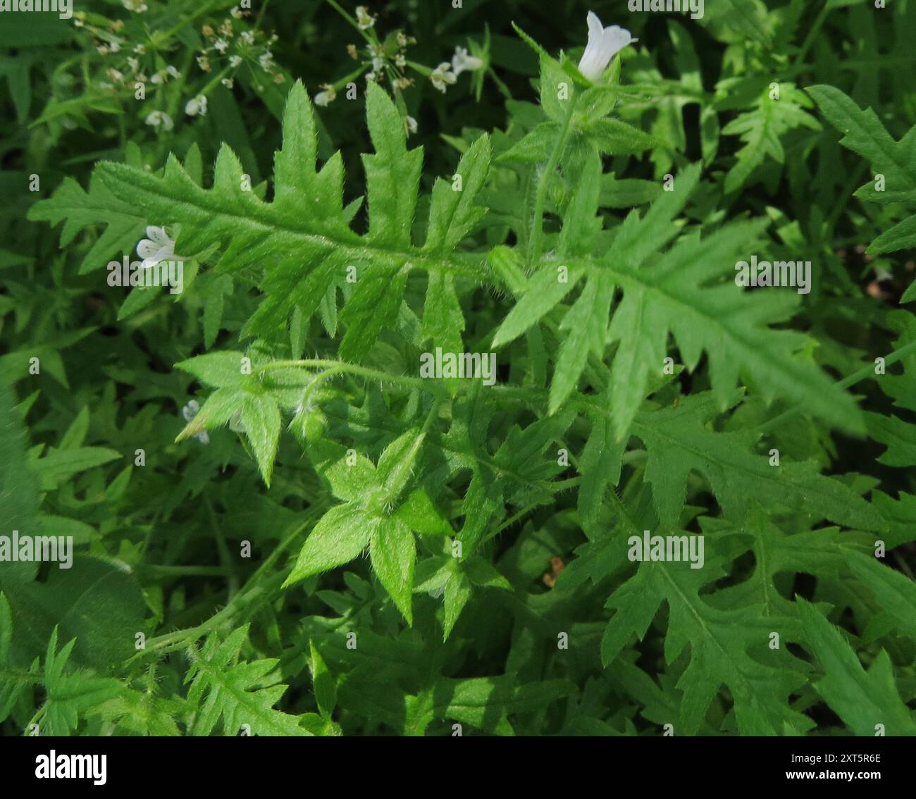 Aunt Lucy (Ellisia nyctelea) Plantae Stock Photo - Alamy