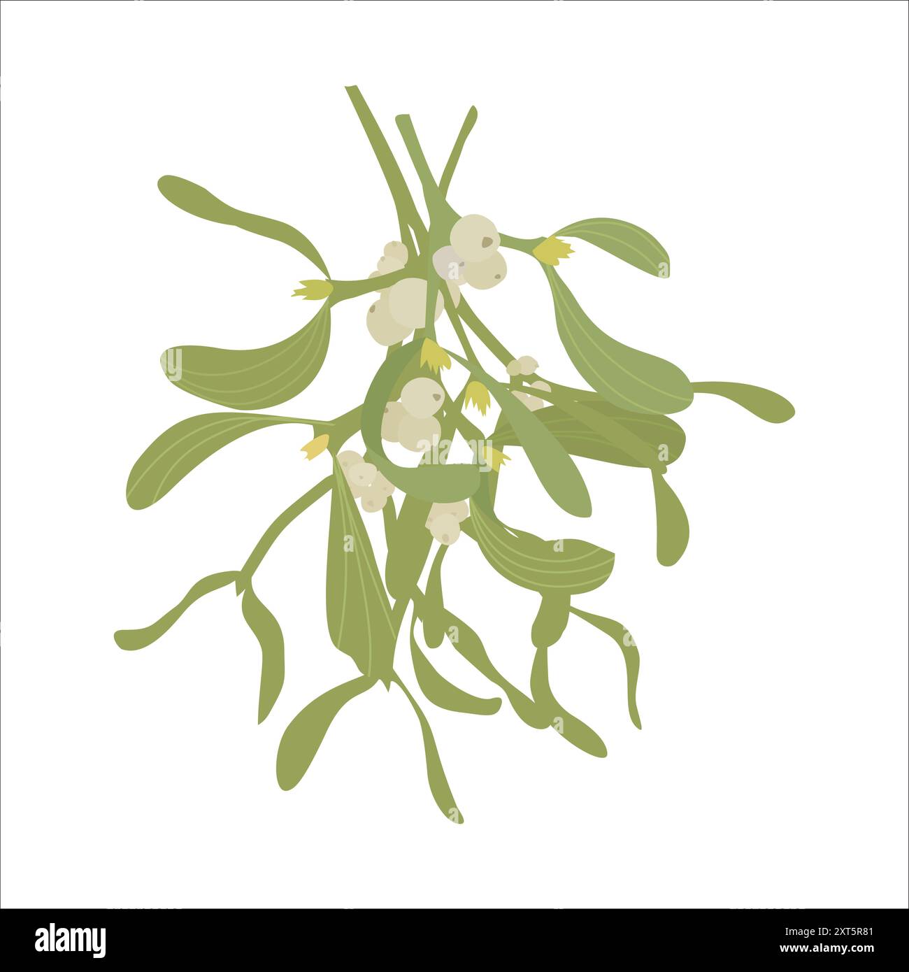 Vector illustration of a sprig of mistletoe on a white background Stock ...