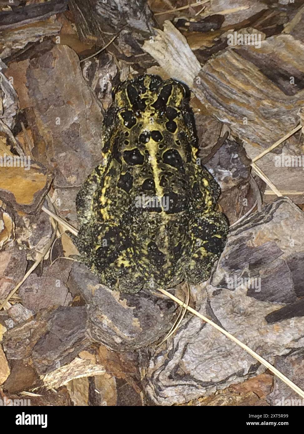 Southern Toad (Anaxyrus terrestris) Amphibia Stock Photo - Alamy