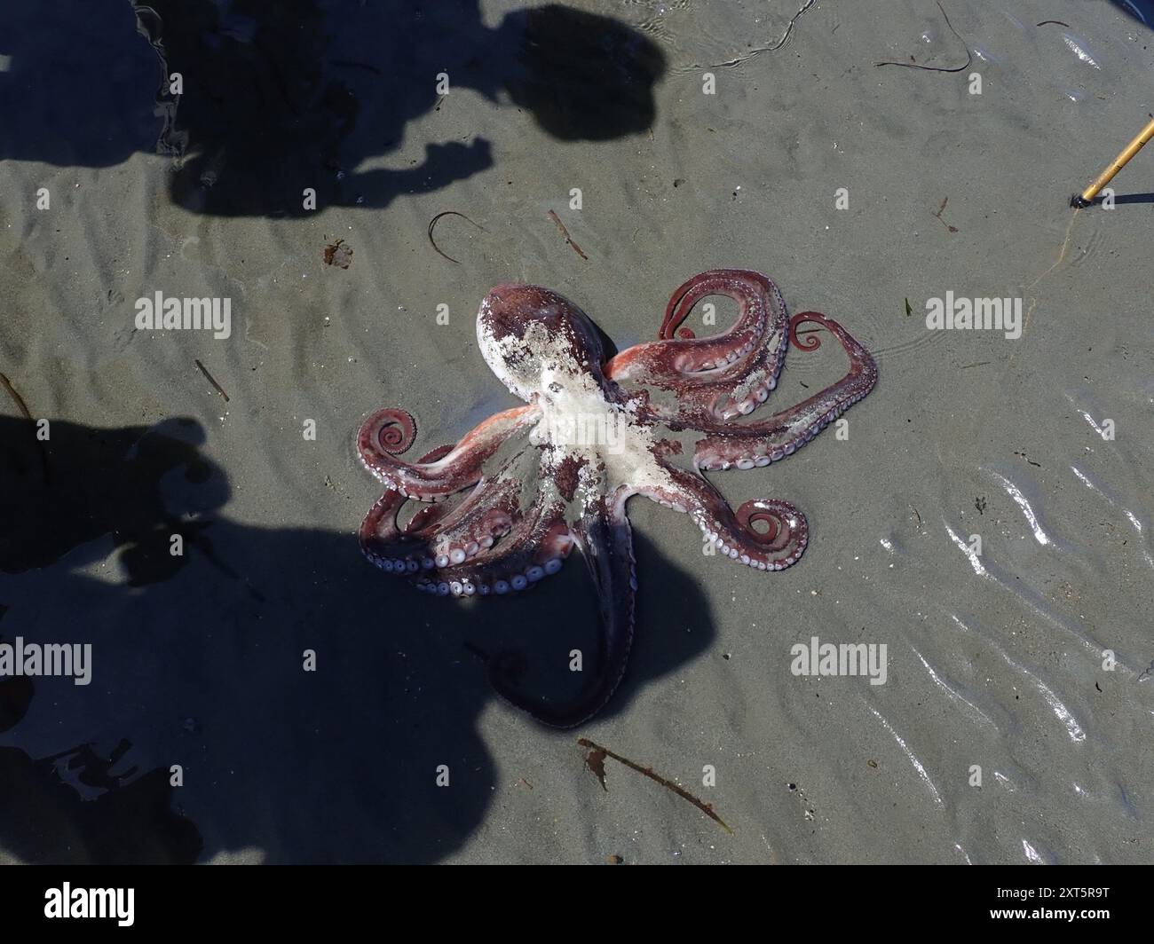 Giant Pacific Octopus (Enteroctopus dofleini) Mollusca Stock Photo - Alamy