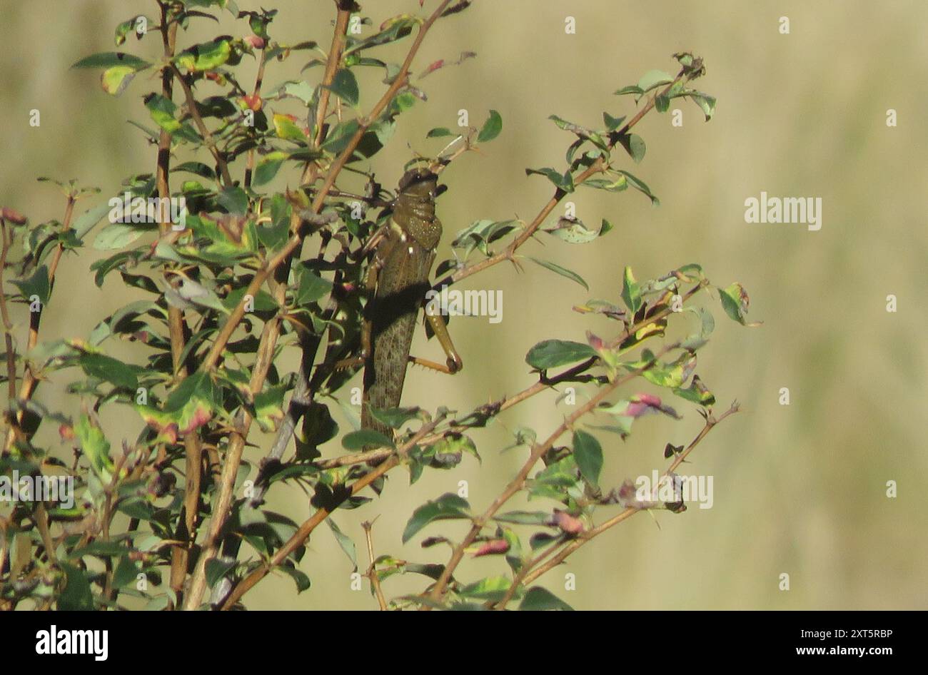 Violet-winged Grasshopper (Tropidacris collaris) Insecta Stock Photo ...