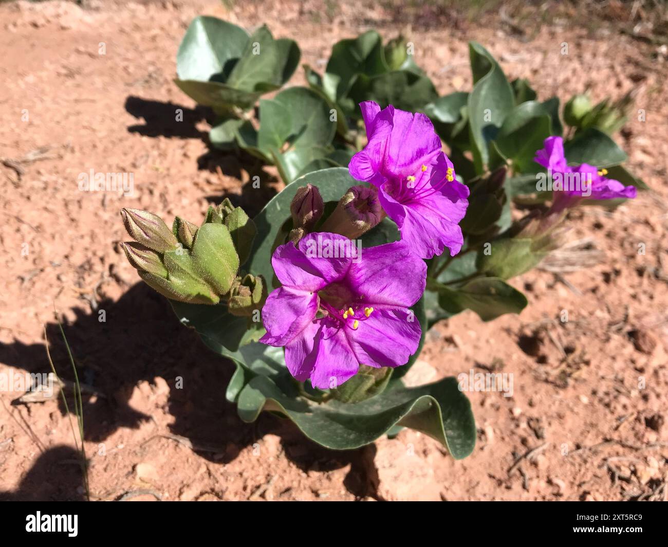 Colorado Four o'Clock (Mirabilis multiflora) Plantae Stock Photo - Alamy