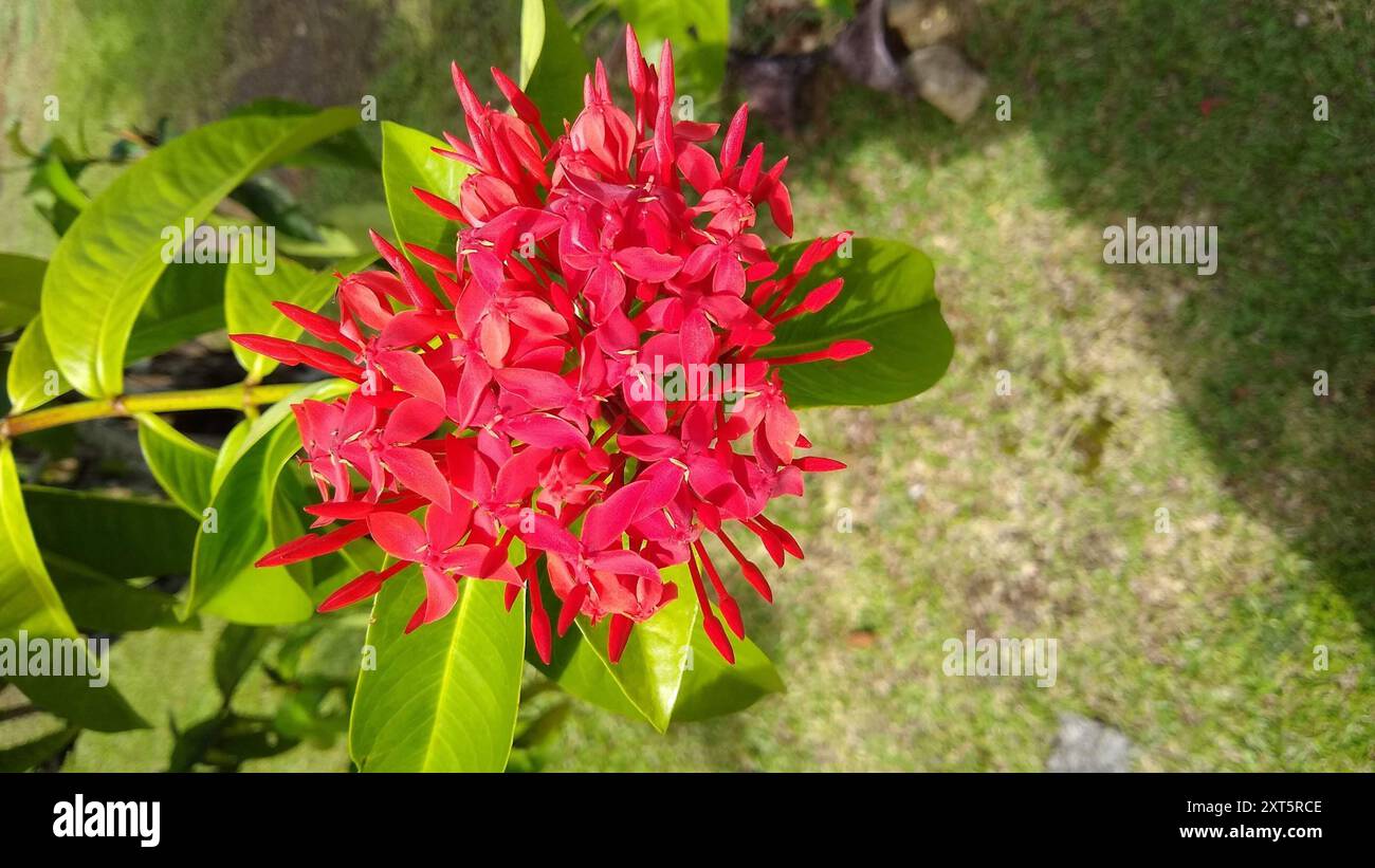 giant red (Ixora casei) Plantae Stock Photo - Alamy