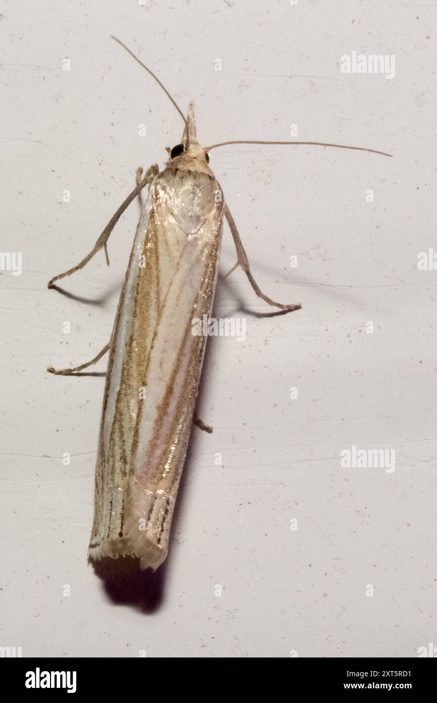 Eastern Grass-veneer (Crambus laqueatellus) Insecta Stock Photo - Alamy