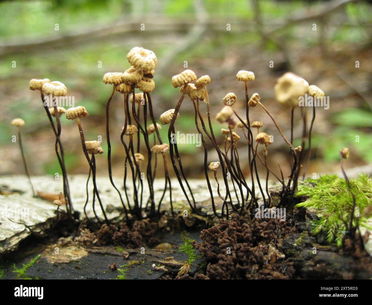 collared parachute (Marasmius rotula) Fungi Stock Photo - Alamy