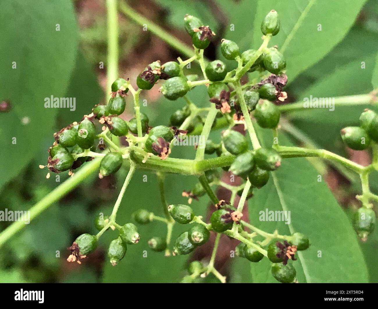 red-berried elder (Sambucus racemosa) Plantae Stock Photo - Alamy