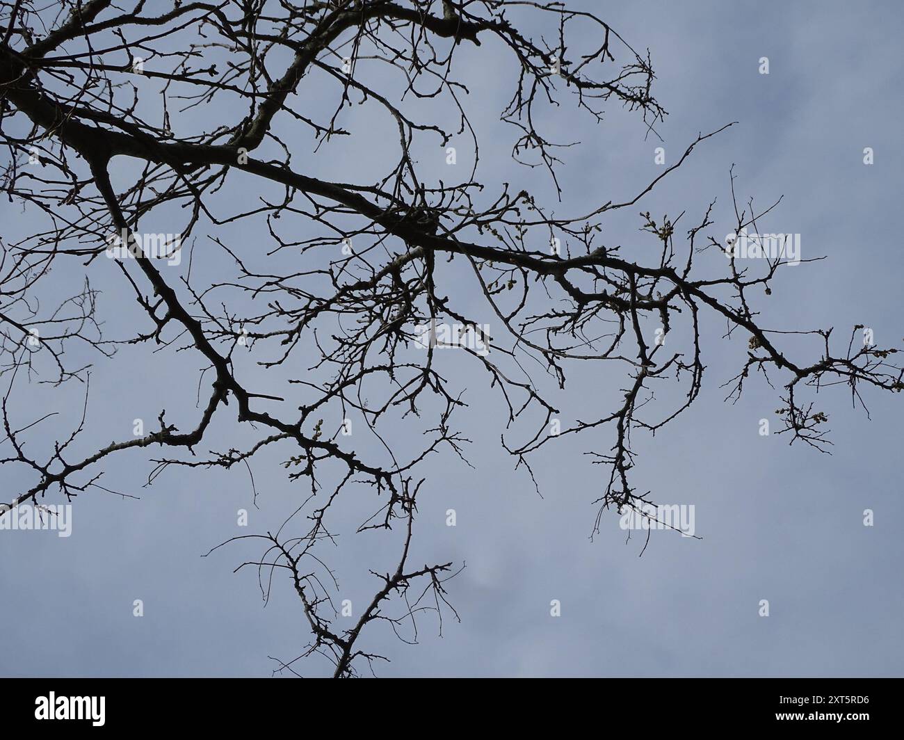 Dwarf Hackberry (Celtis tenuifolia) Plantae Stock Photo - Alamy