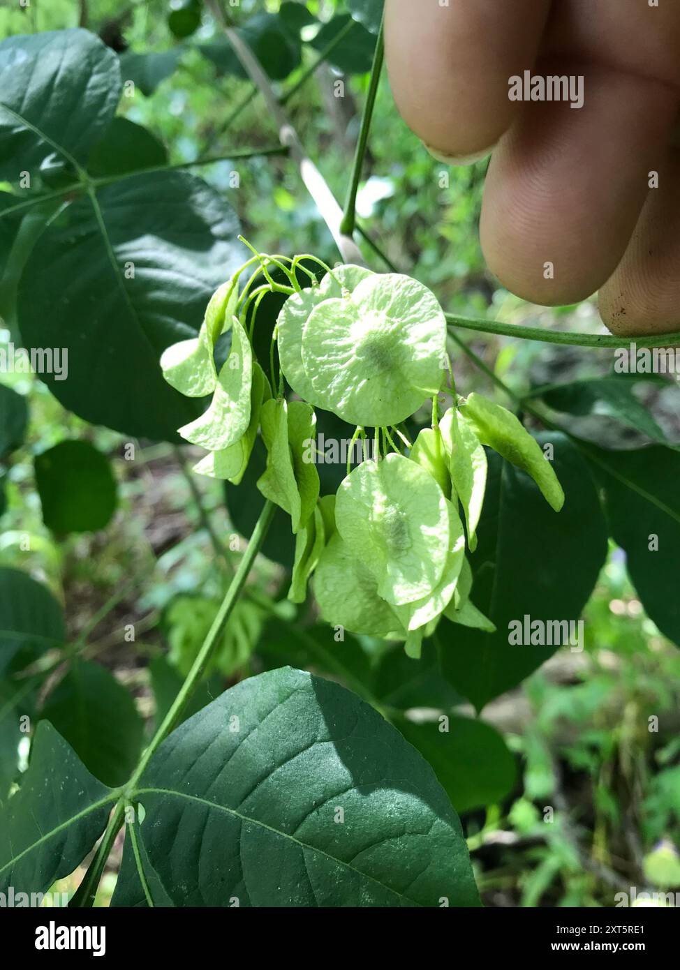 common hoptree (Ptelea trifoliata) Plantae Stock Photo - Alamy