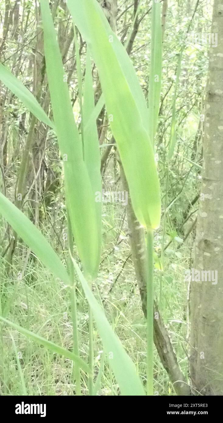 common reed (Phragmites australis) Plantae Stock Photo - Alamy