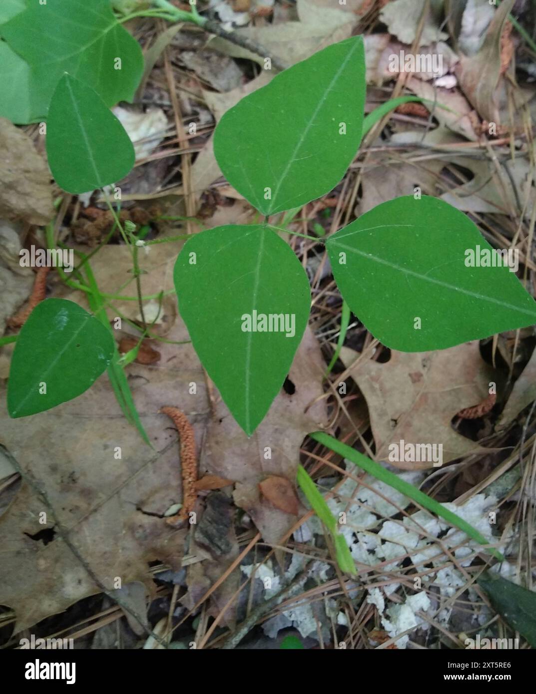 American hog-peanut (Amphicarpaea bracteata) Plantae Stock Photo - Alamy