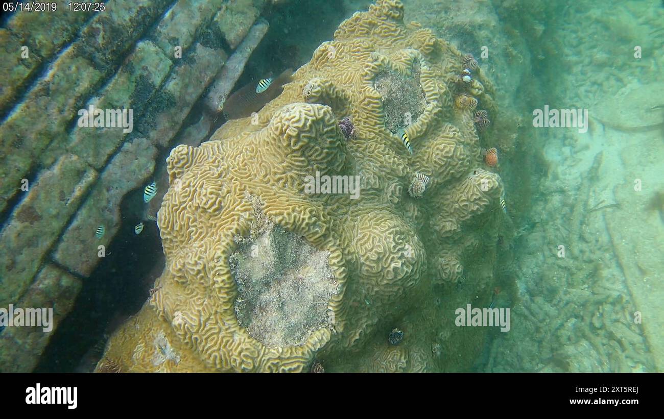 Atlantic Sergeant Major (Abudefduf saxatilis) Actinopterygii Stock ...