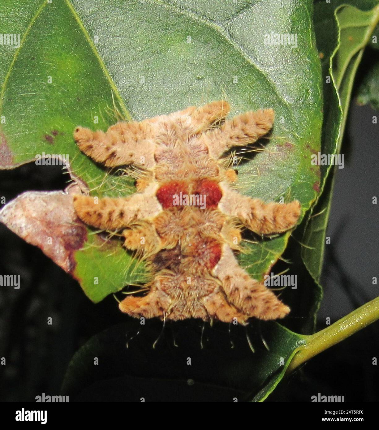 Monkey Slug Moth (Phobetron hipparchia) Insecta Stock Photo - Alamy