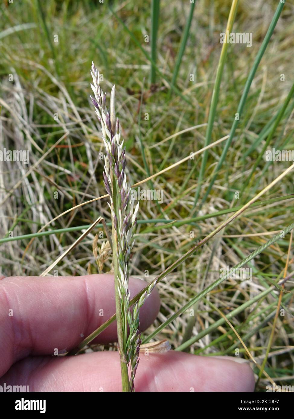 Smooth Meadow-grass (Poa pratensis) Plantae Stock Photo - Alamy