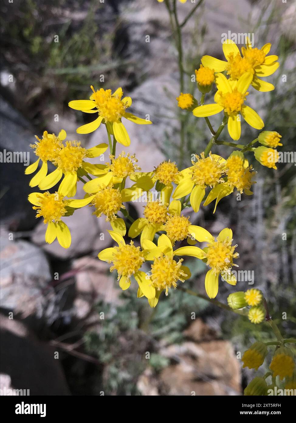 Multilobata hi-res stock photography and images - Alamy