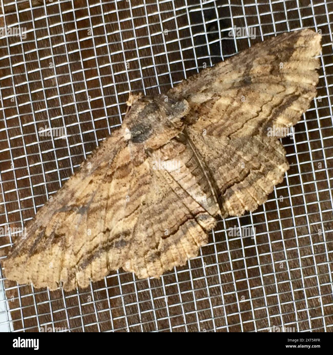 Lunate Zale Moth (Zale lunata) Insecta Stock Photo - Alamy