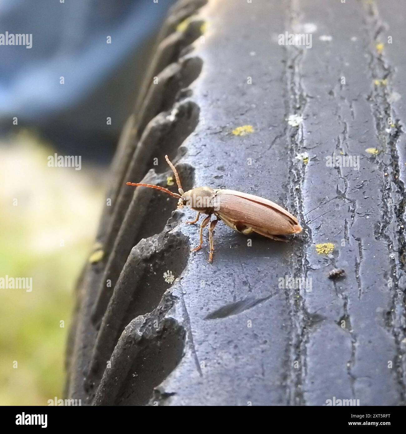 Click Beetles (Elateridae) Insecta Stock Photo - Alamy