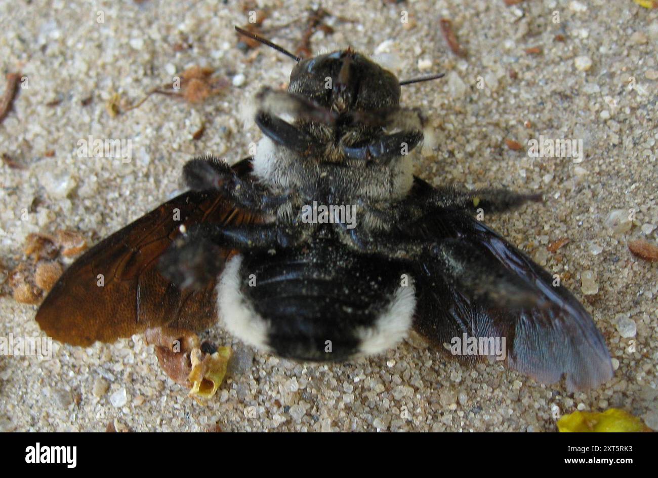 Large Carpenter Bees (Xylocopa) Insecta Stock Photo - Alamy