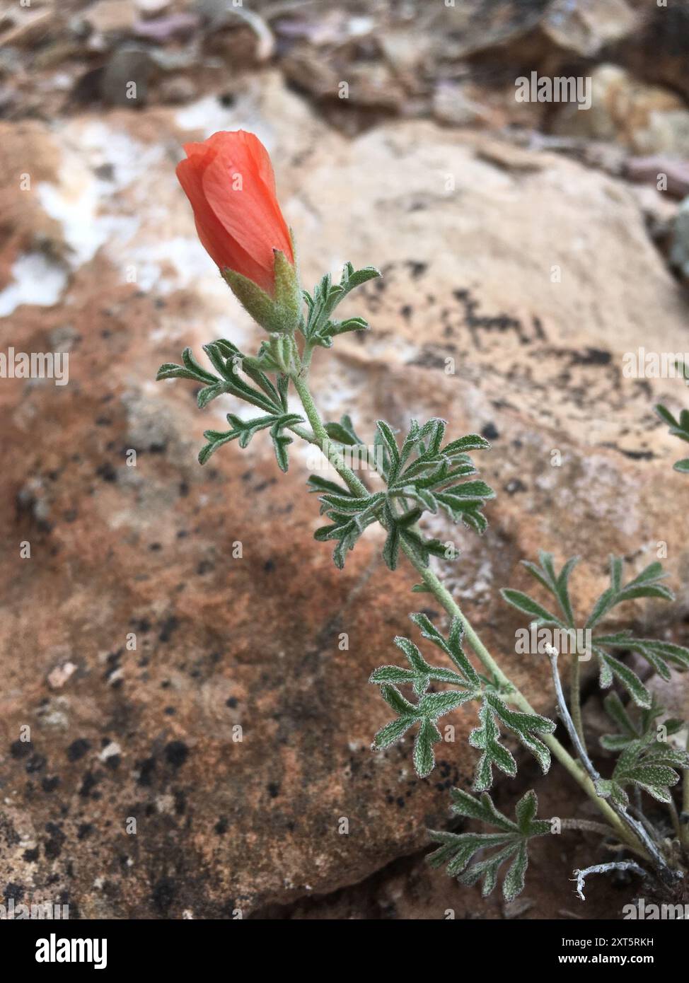 Scarlet Globemallow (Sphaeralcea coccinea) Plantae Stock Photo - Alamy
